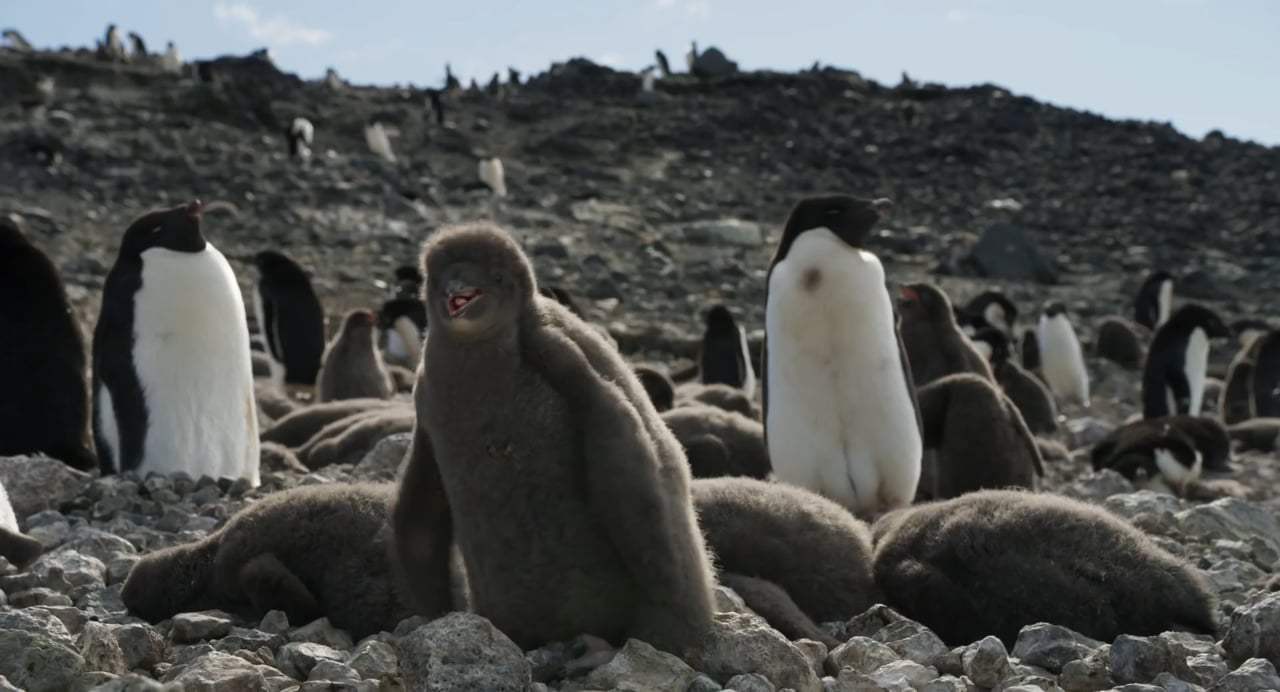 Pingouins (2019) | DisneyPixar.fr